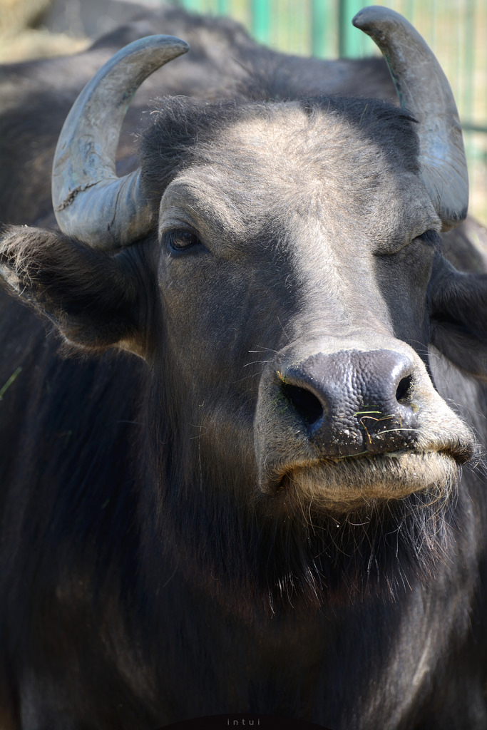 Download Animal Water Buffalo Image