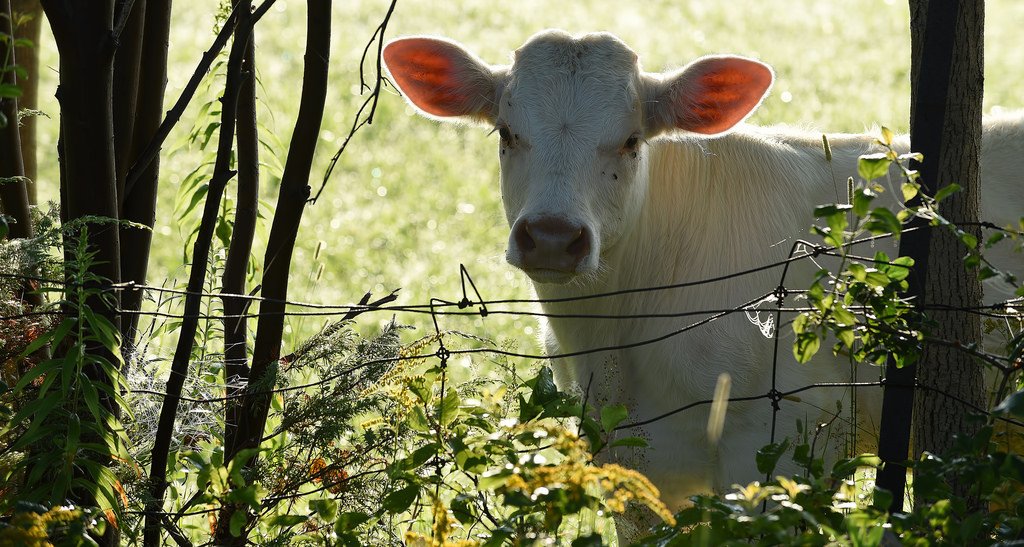 Download Animal Cow Image