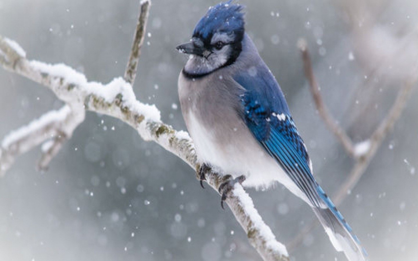 Blue Jay in Winter Snowstorm - Image Abyss