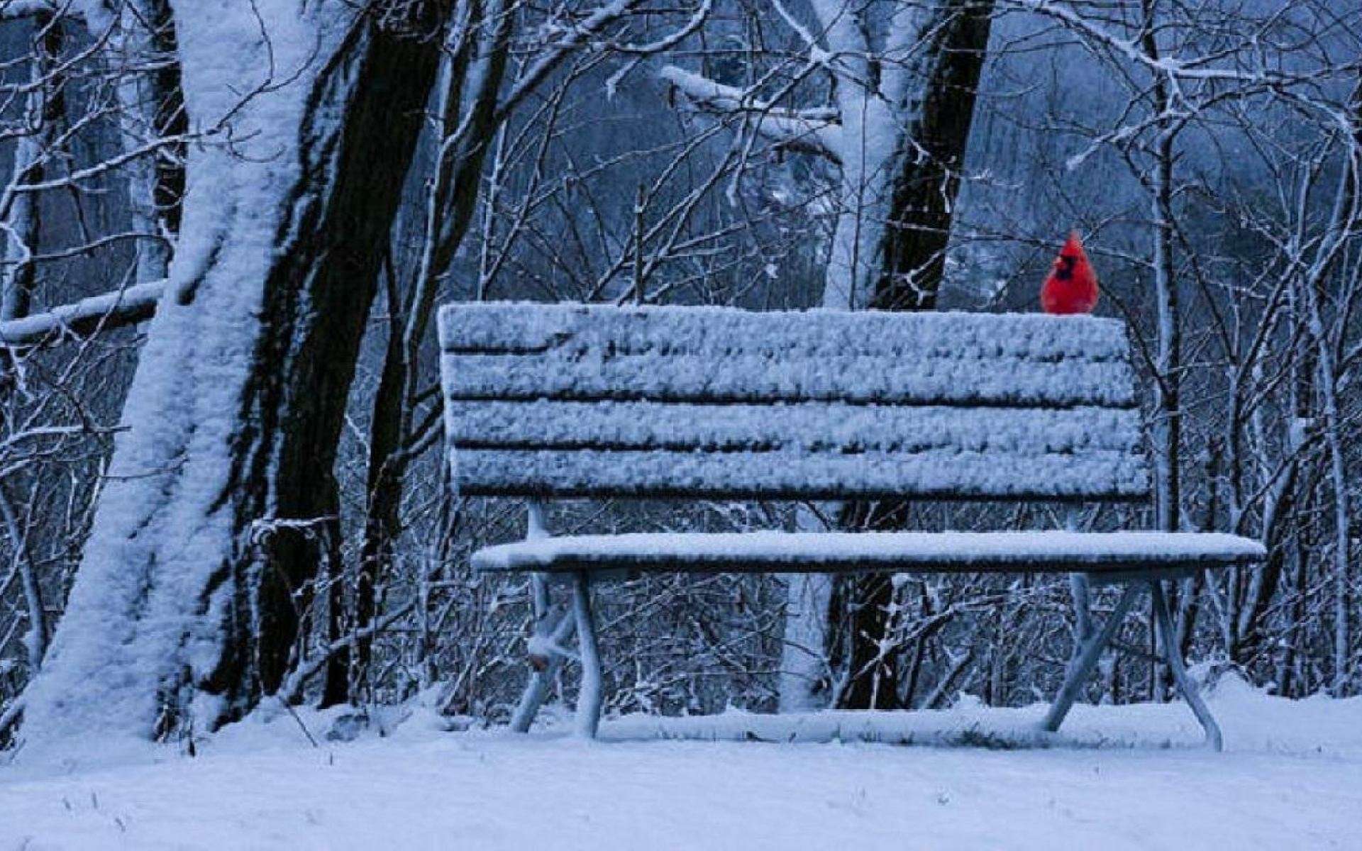 Download Tree Park Snow Bench Cardinal Bird Earth Nature Winter Image