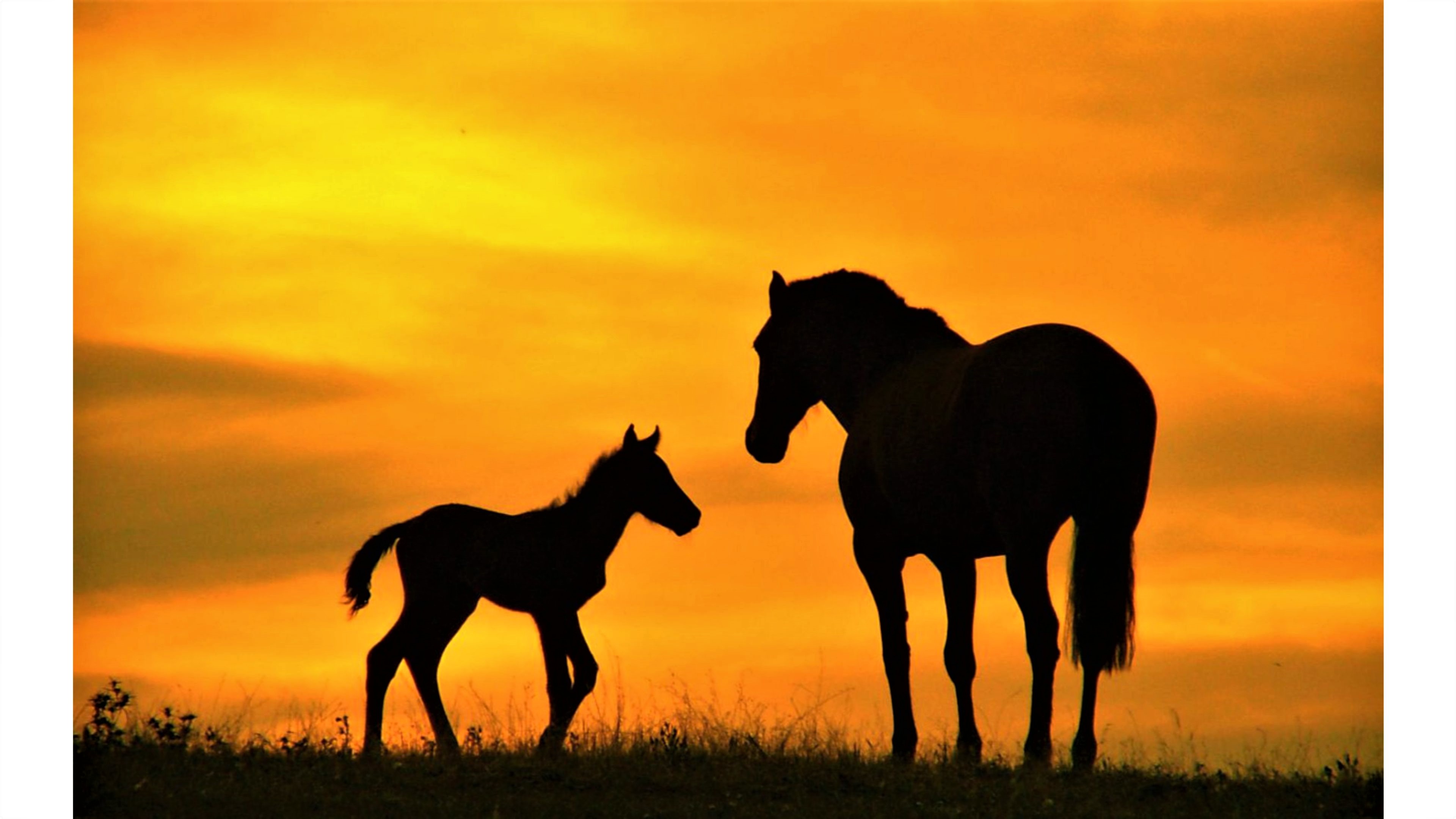 Download Silhouette Sunset Foal Mare Animal Horse Image