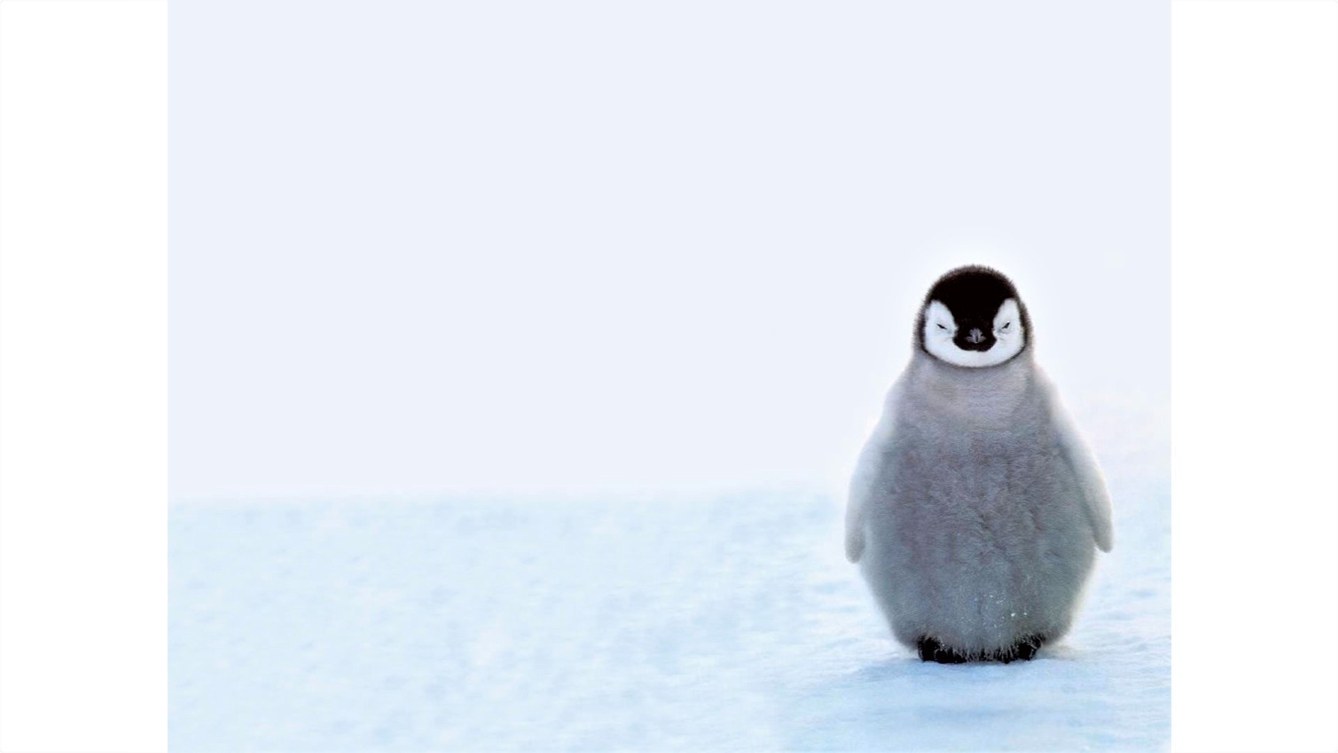 Download Cute Baby Animal Emperor Penguin Animal Penguin Image
