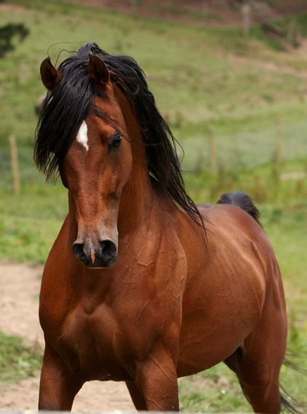 Horse Picture - Image Abyss