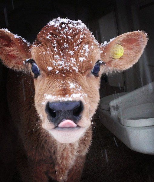 Download Animal Cow Image