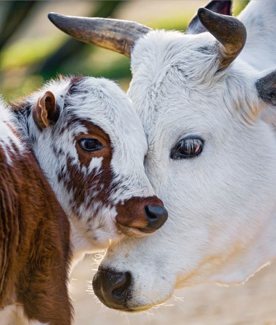 Cow Picture - Image Abyss