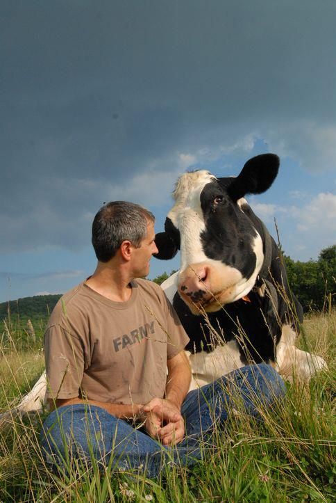 Download Cow Photography Men Image