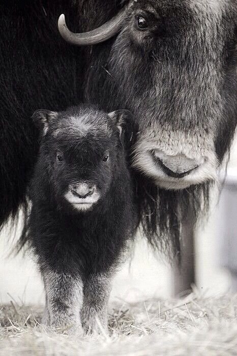 Muskox Image - ID: 177436 - Image Abyss