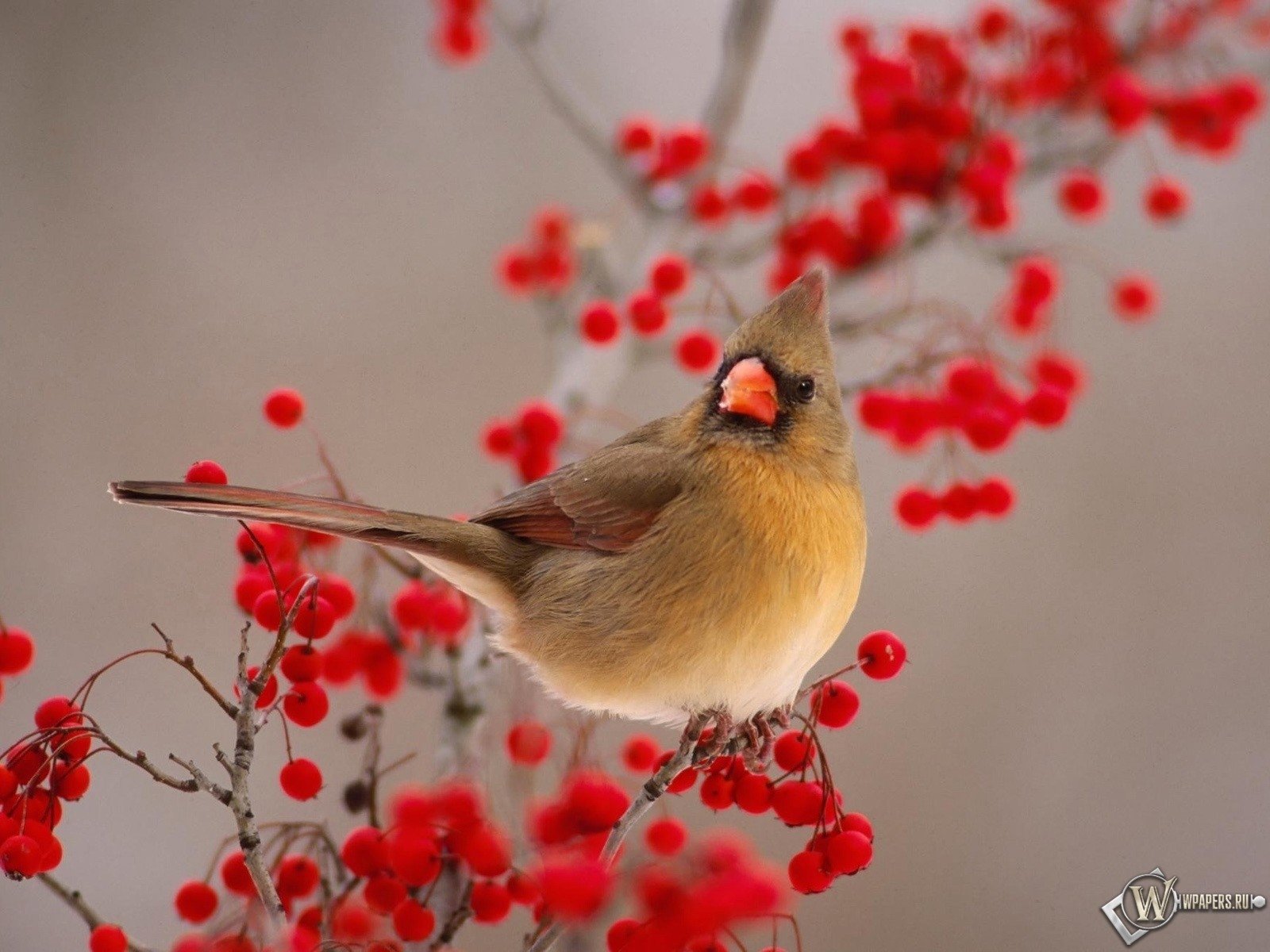 Northern Cardinal - Desktop Wallpapers, Phone Wallpaper, PFP, Gifs, and ...