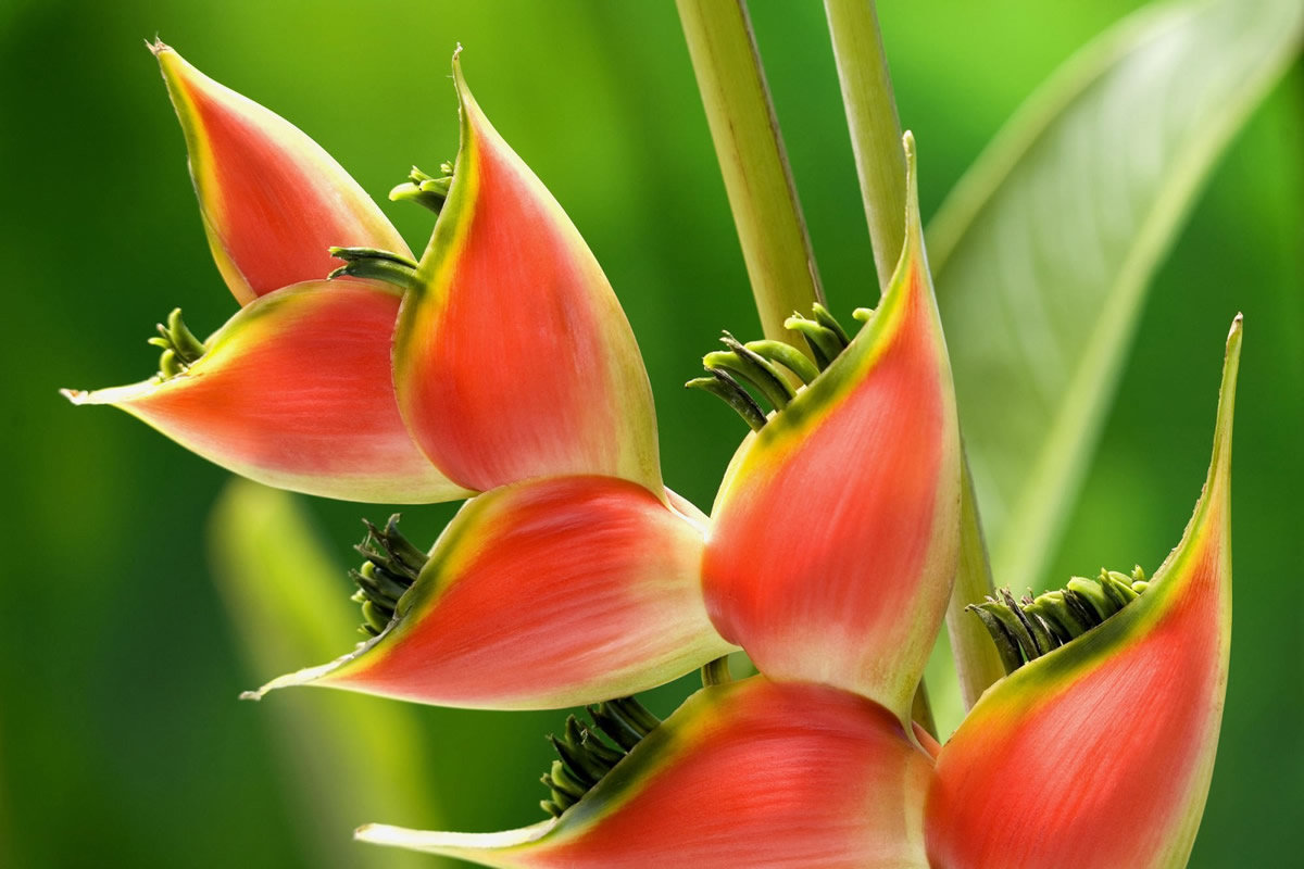 Heliconia - Image Abyss