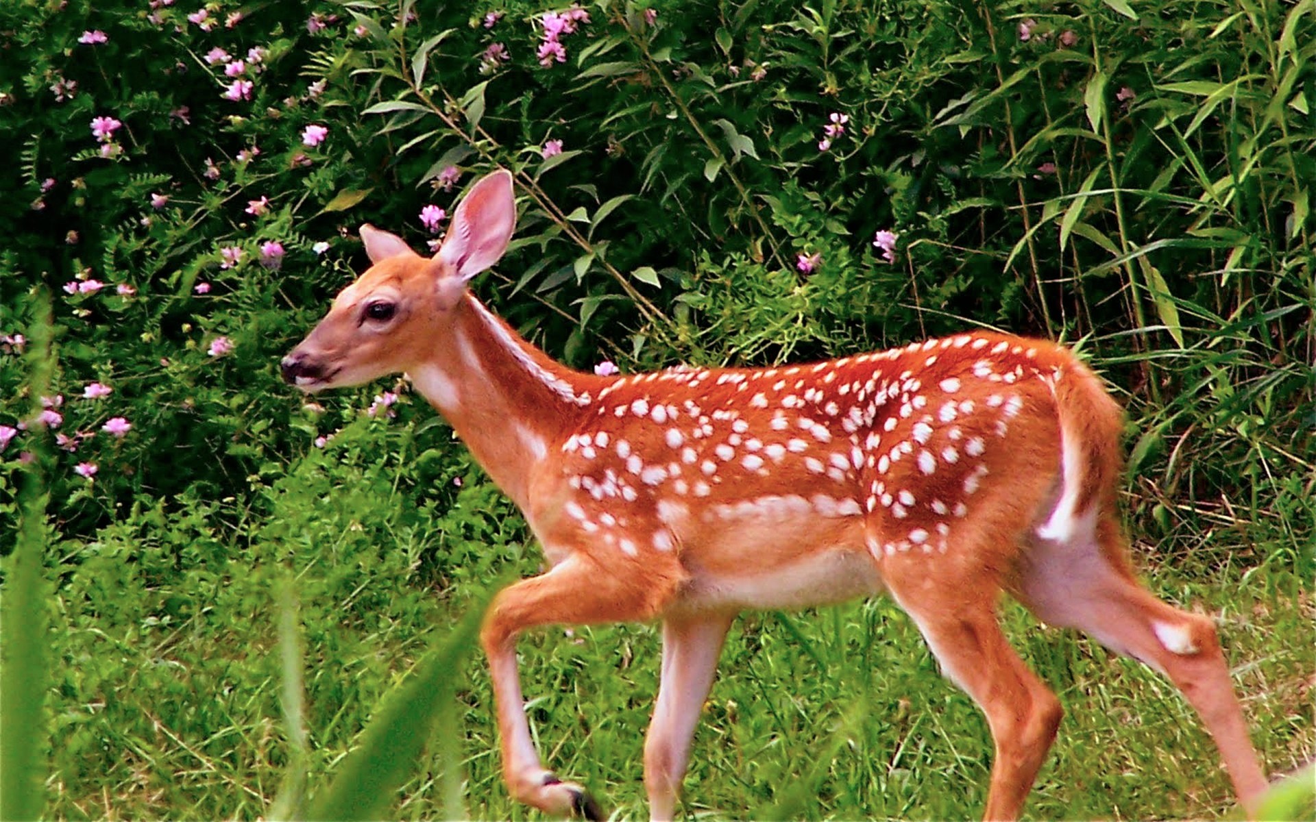Download Fawn Animal Deer Image