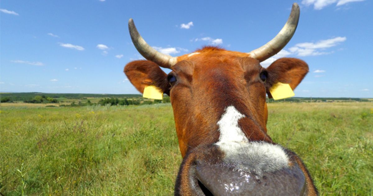 Cow Picture - Image Abyss