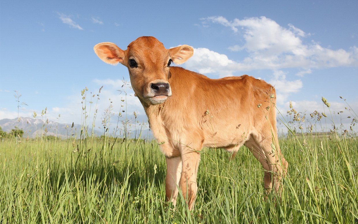 Download Animal Cow Image