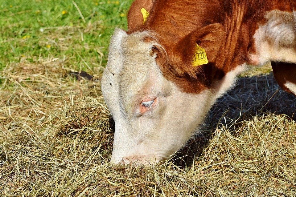 Cow Image - ID: 190762 - Image Abyss