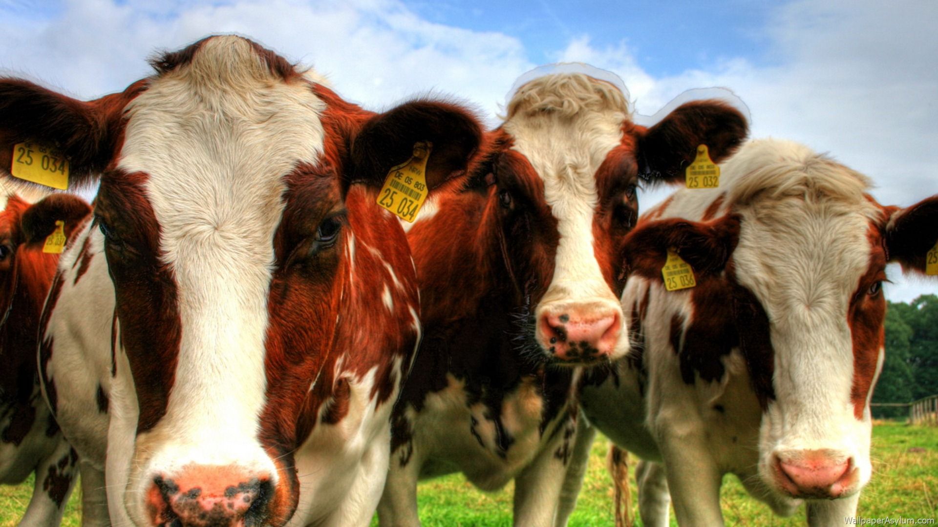 Cow Picture - Image Abyss