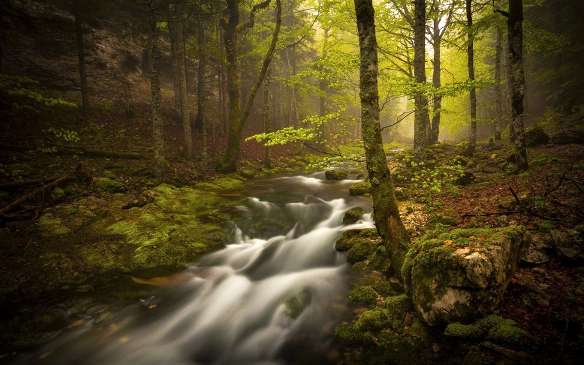 Forest Stream Image - ID: 193270 - Image Abyss