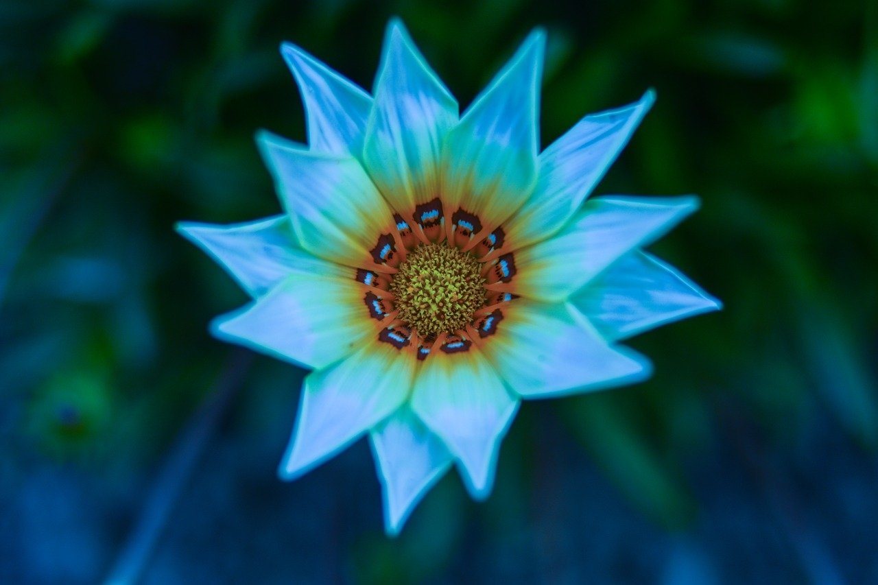 Flower Image - ID: 194206 - Image Abyss