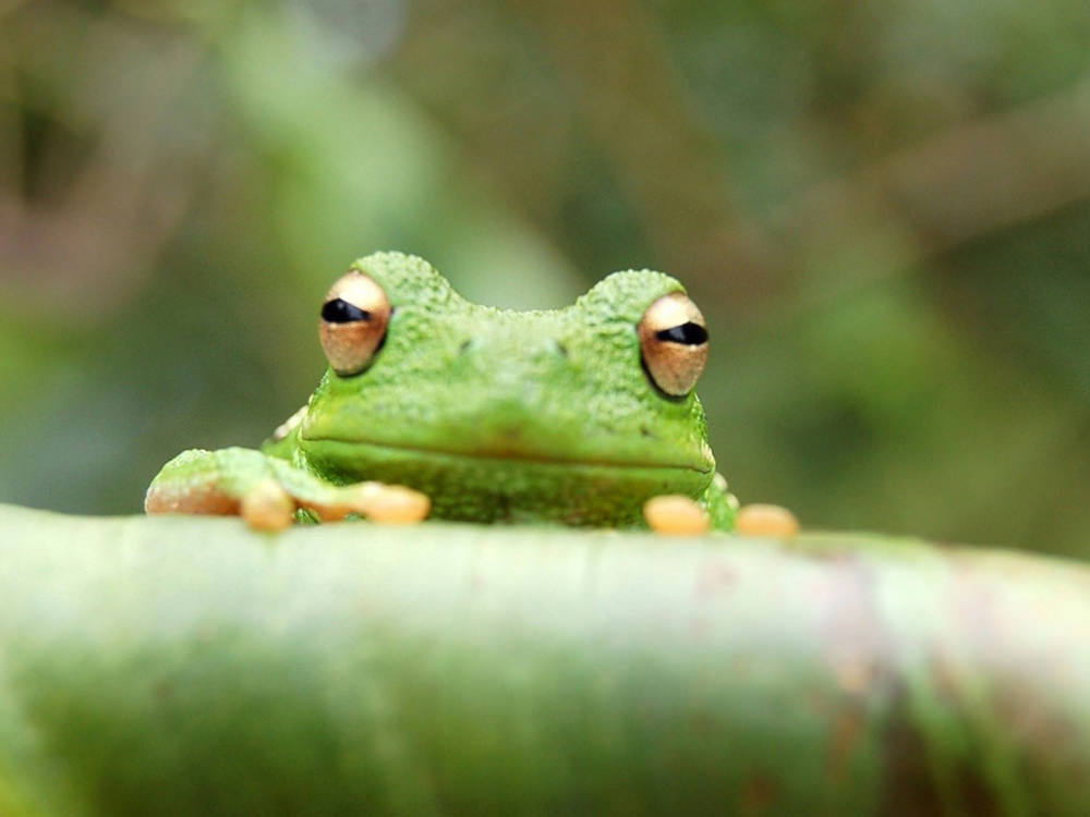 Frog Picture - Image Abyss