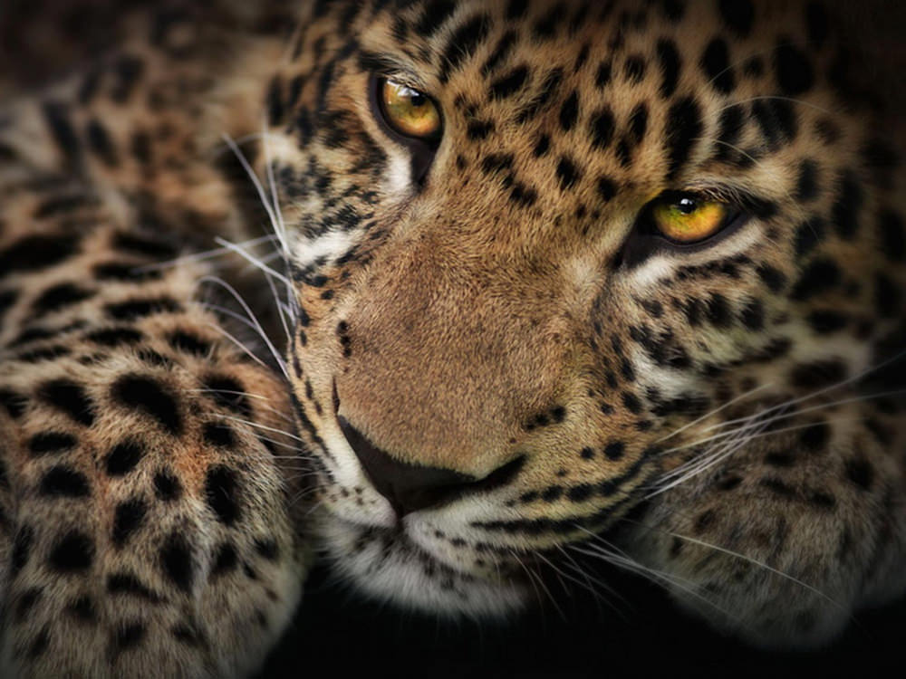 Leopard Picture - Image Abyss