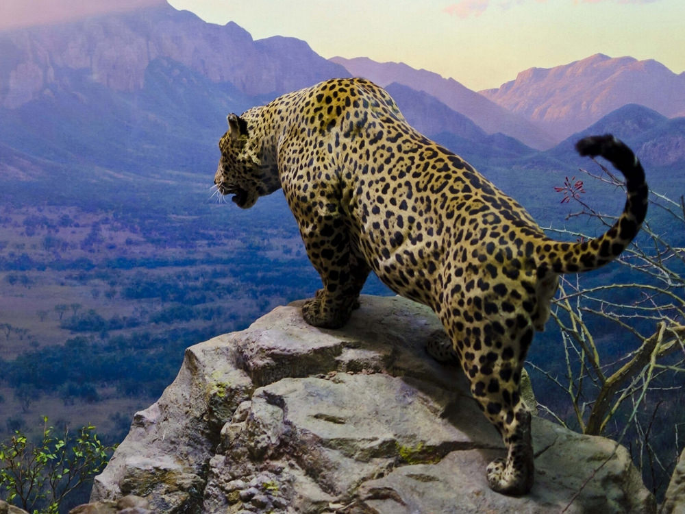 Download Animal Jaguar Image