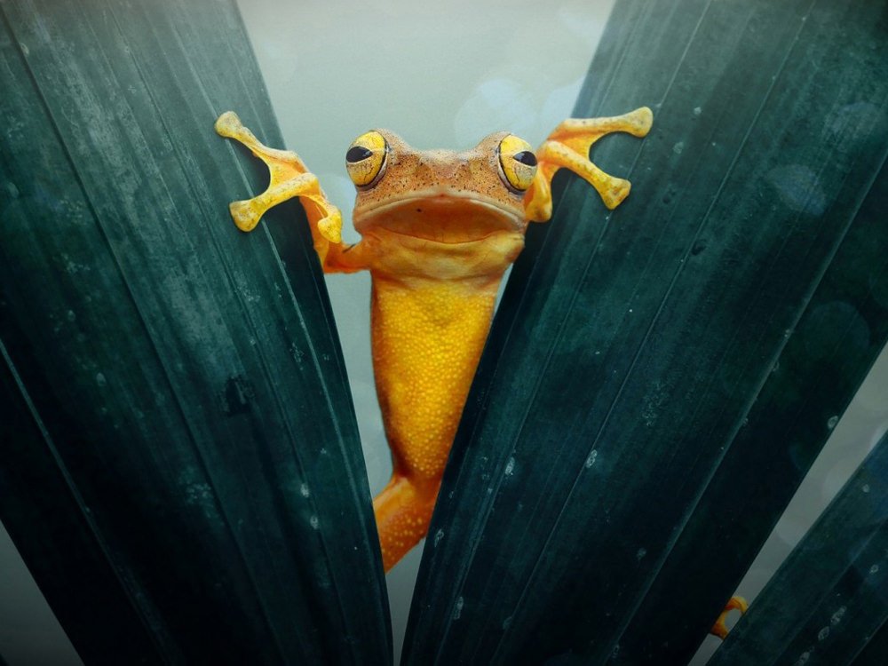 Frog Image - ID: 199020 - Image Abyss