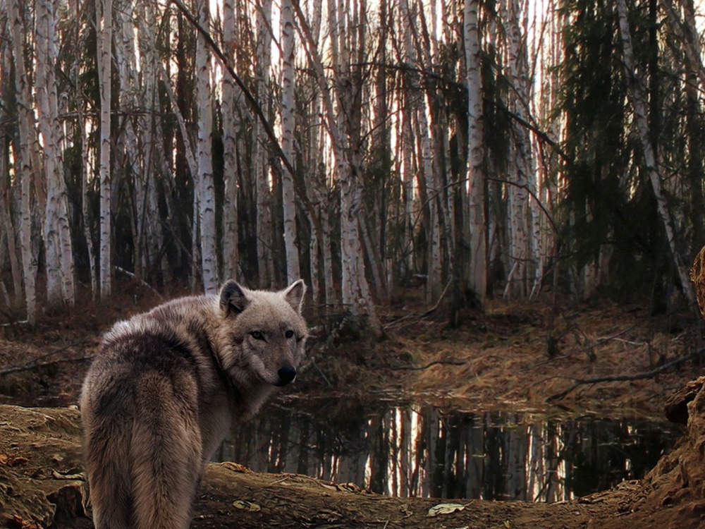 Wolf Picture - Image Abyss