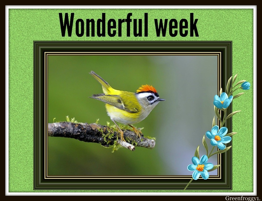 WONDERFUL WEEK Image - ID: 202746 - Image Abyss