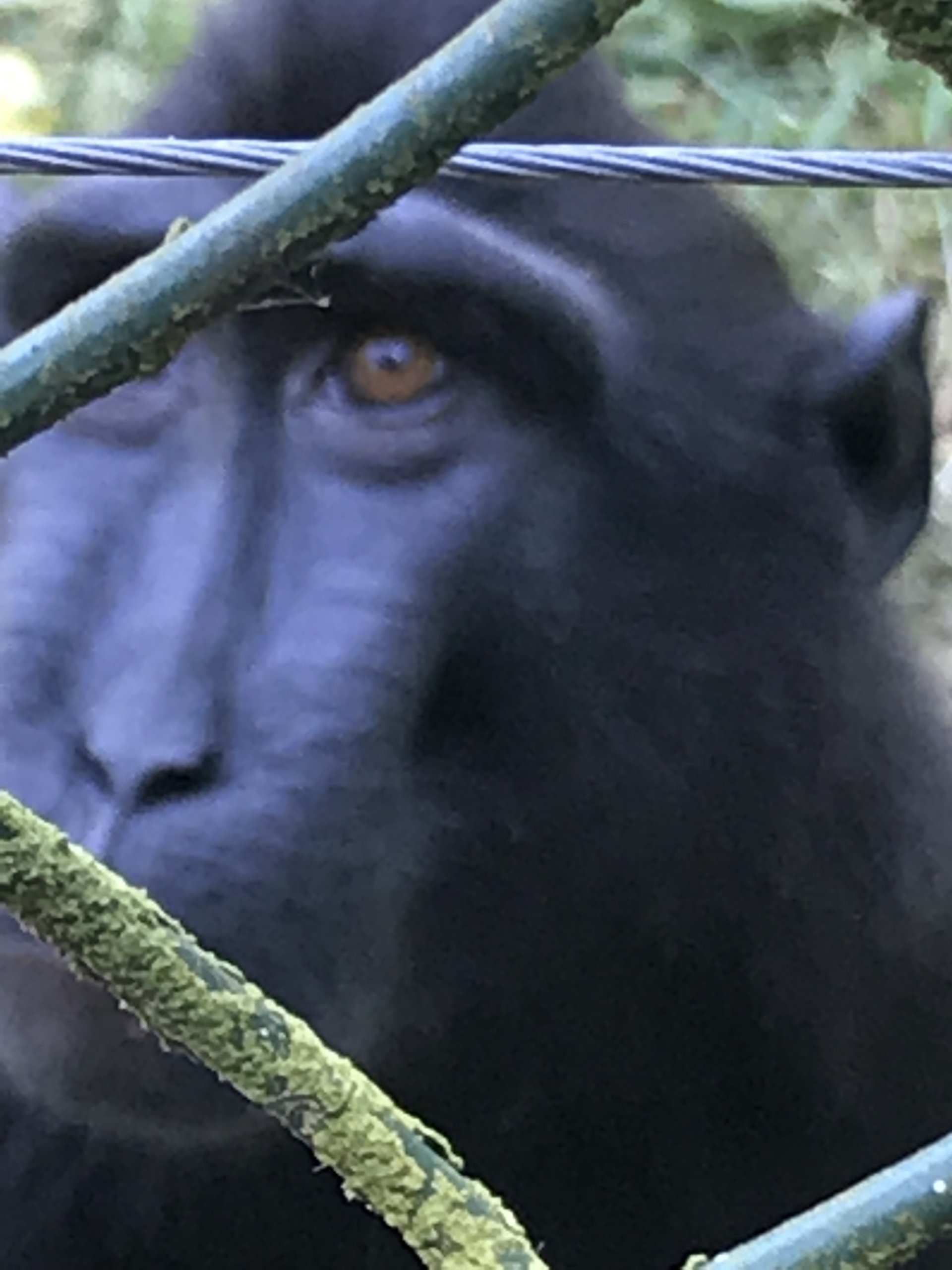 Crested Black Macaque - Desktop Wallpapers, Phone Wallpaper, PFP, Gifs ...