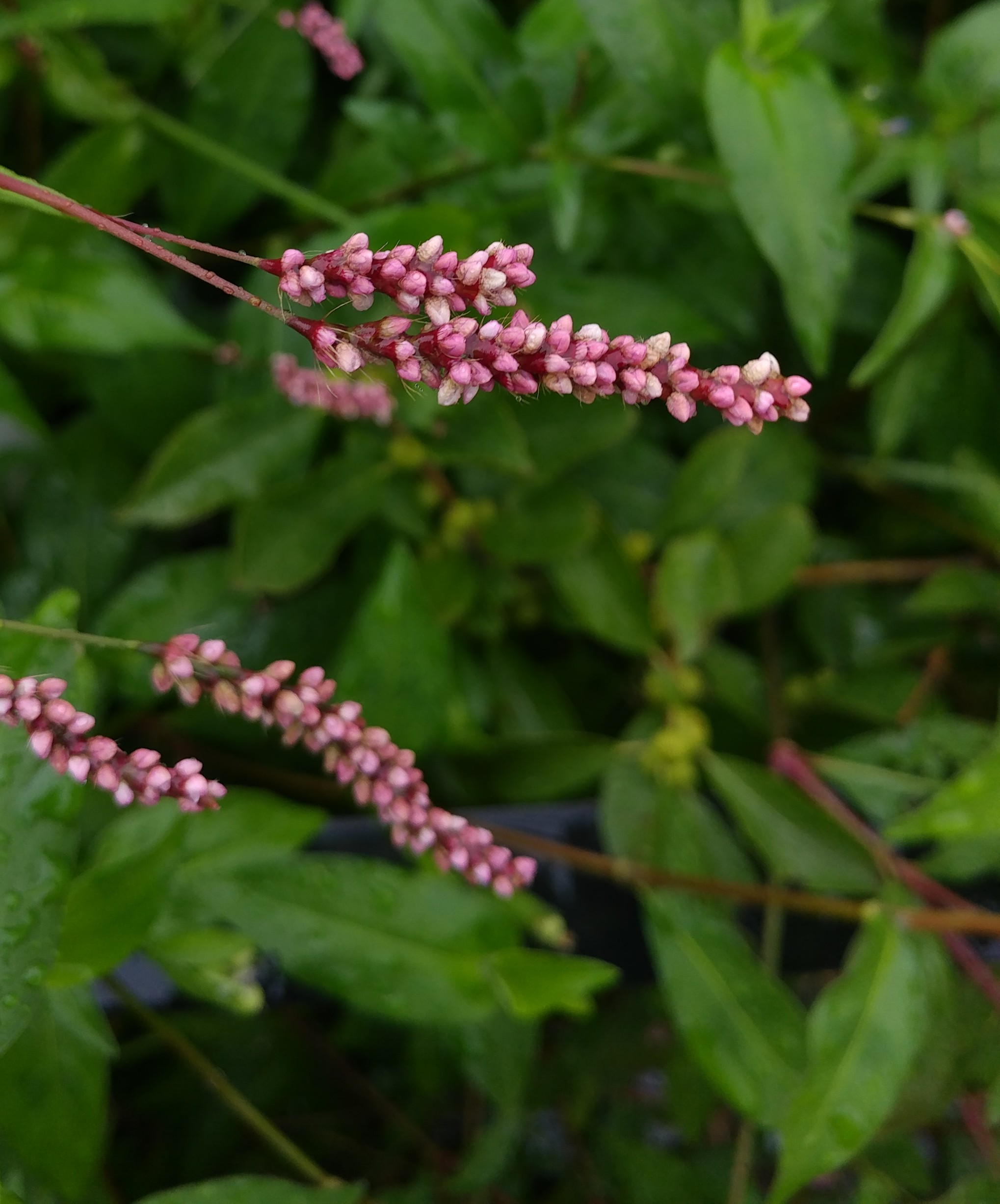 Green Leaves & Little Pink Flower Buds by Demasc1 - Image Abyss