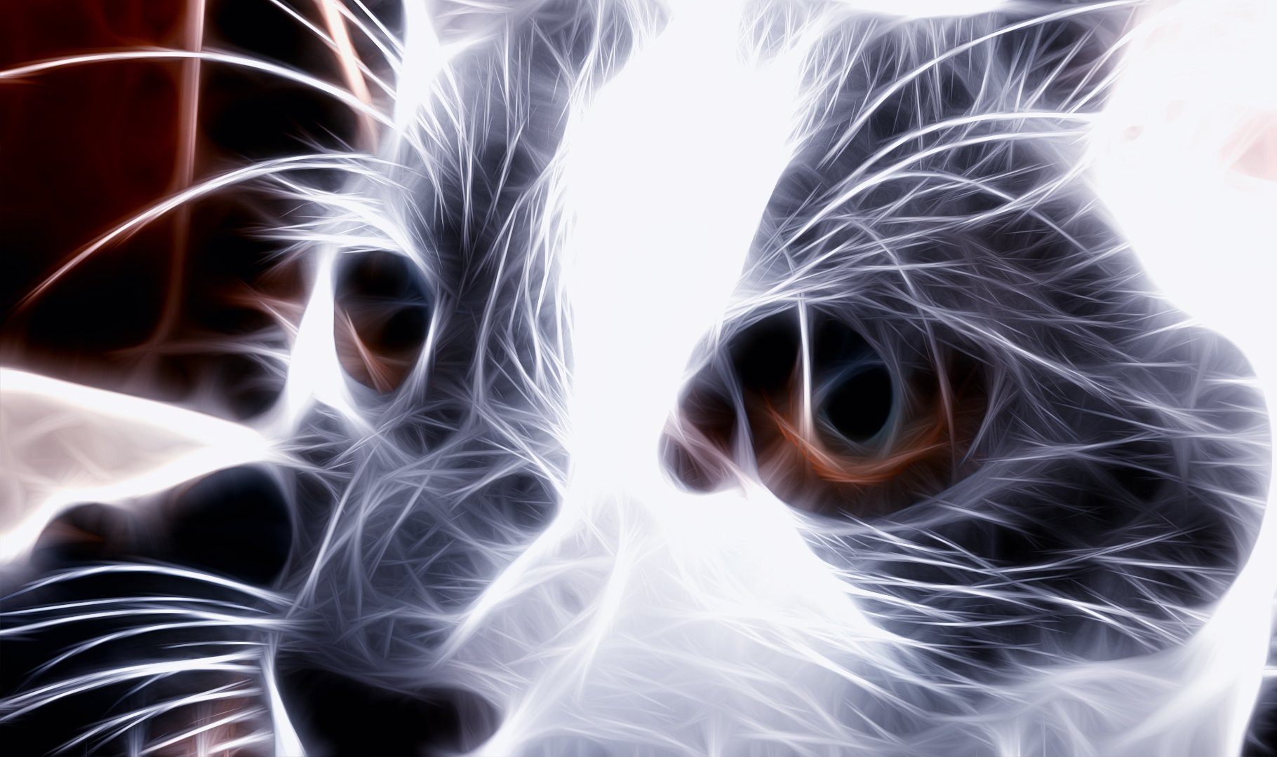 Cat Effects Image - ID: 206174 - Image Abyss