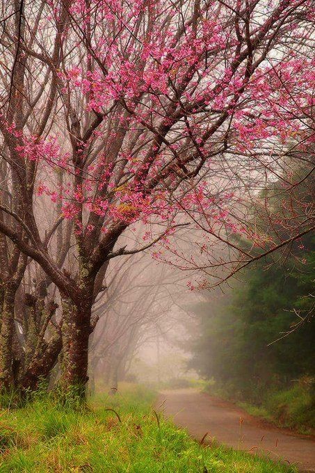 Download Fog Path Blossom Tree Earth Nature Spring Image