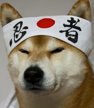 Shiba Inu - Desktop Wallpapers, Phone Wallpaper, PFP, Gifs, and More!