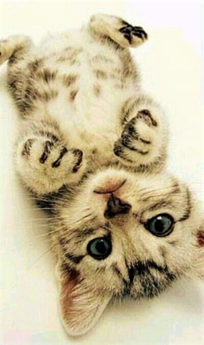 Cute Kitten - Image Abyss