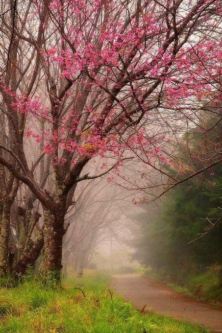 Download Fog Path Blossom Tree Earth Nature Spring Image