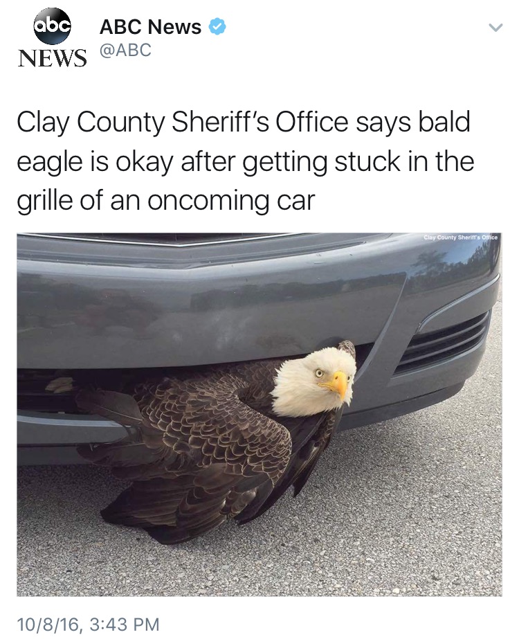 Bald Eagle Meme Funny