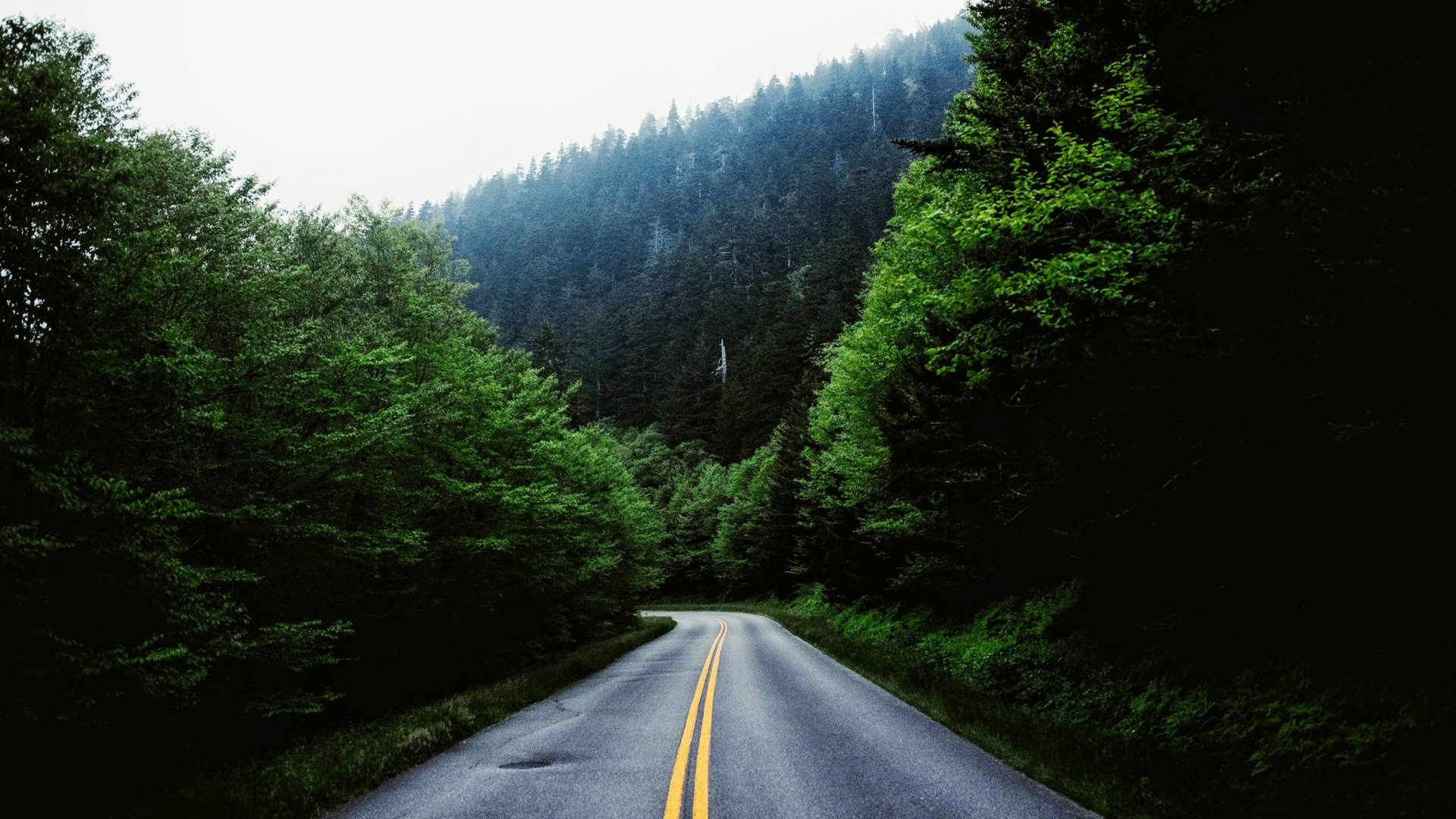 Download Forest Man Made Road Image