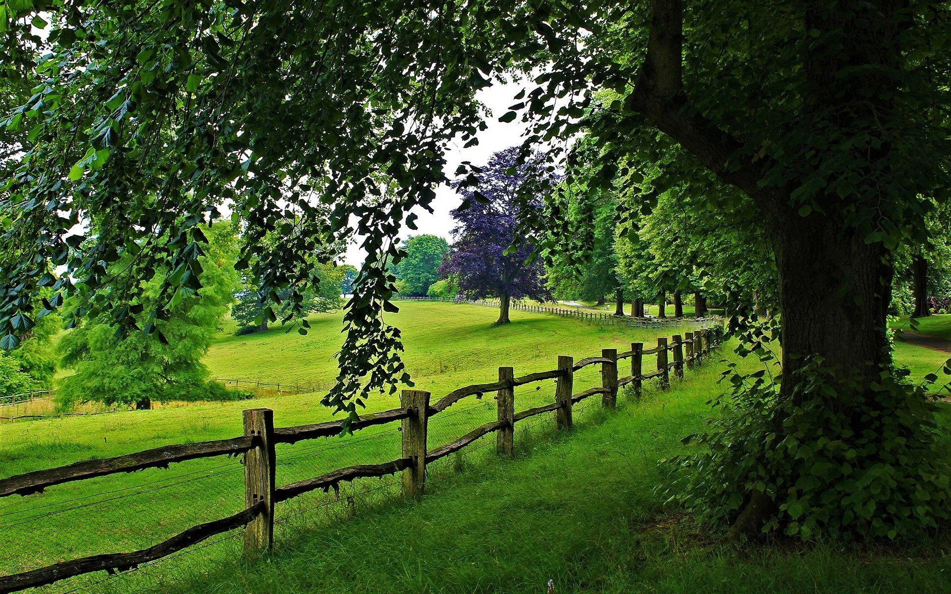 Download Fence Greenery Tree Earth Nature Field Image