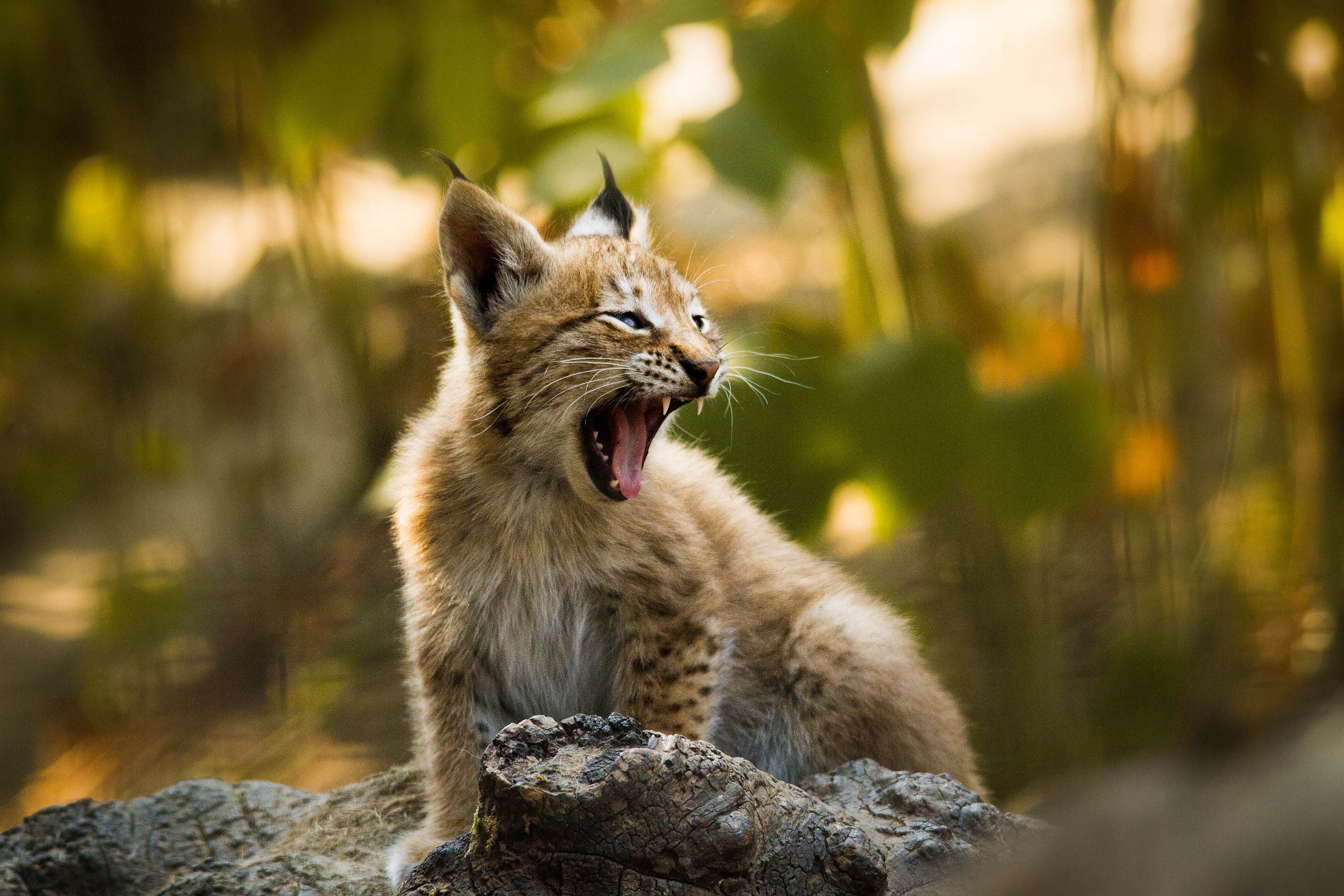 Download Animal Lynx Image