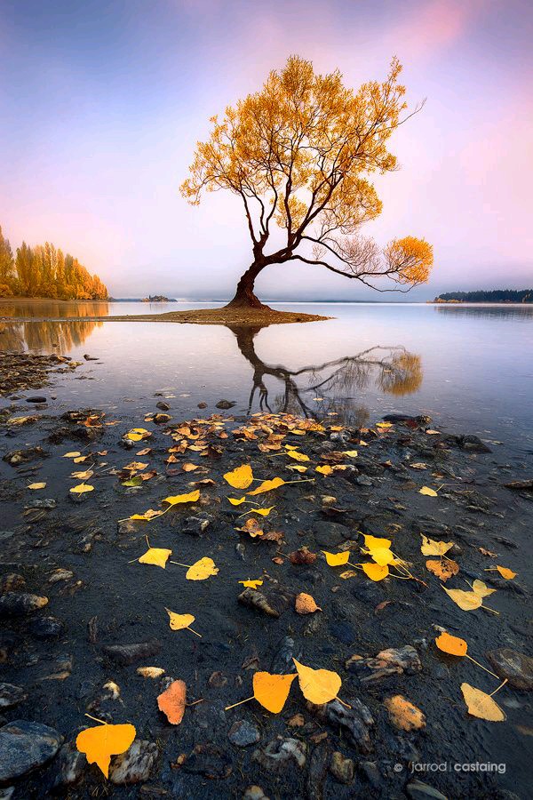 Tree Picture - Image Abyss