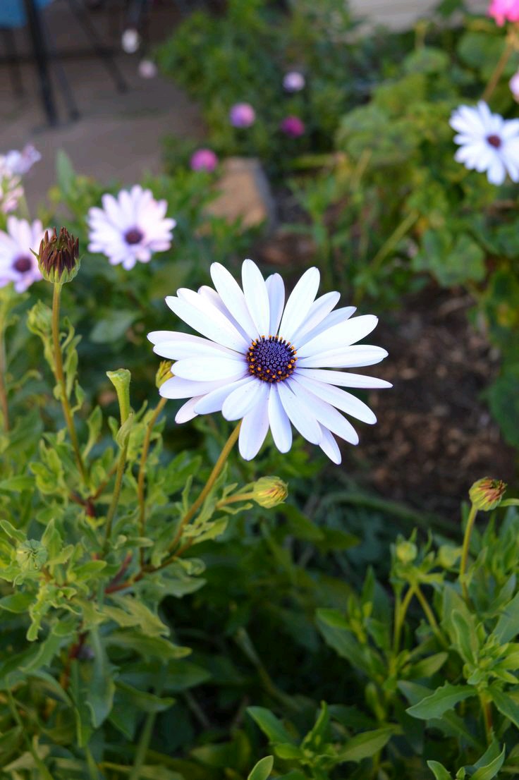 African Daisy Picture - Image Abyss