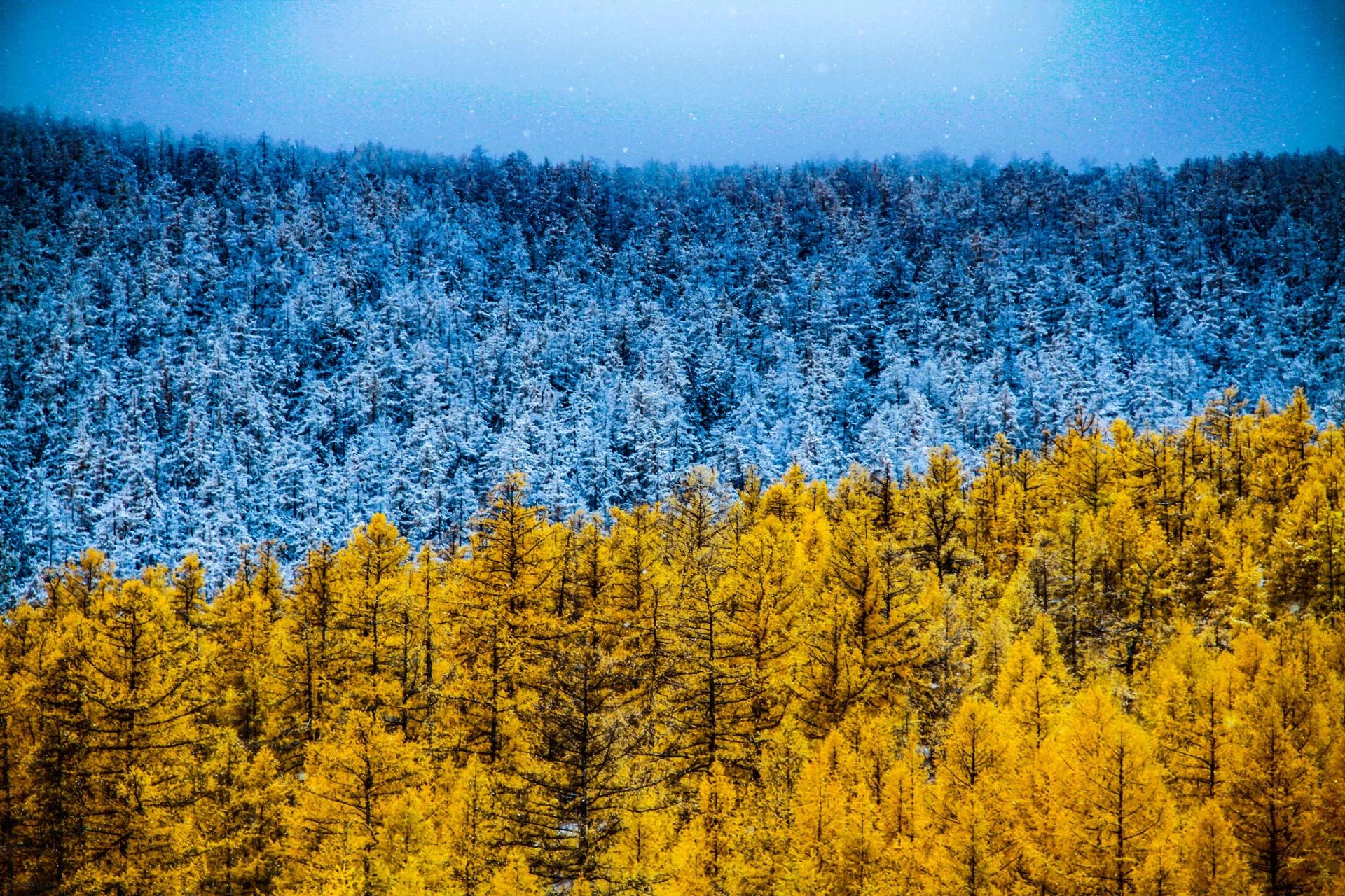 Download Nature Forest Image