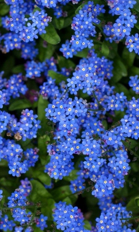 Forget-me-not - Desktop Wallpapers, Phone Wallpaper, PFP, Gifs, and More!