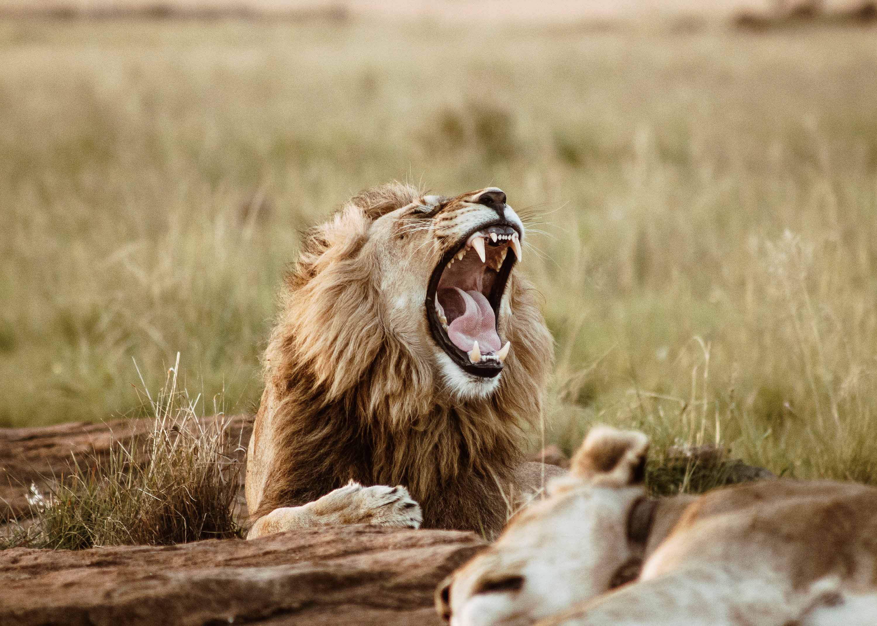 Lion Picture - Image Abyss