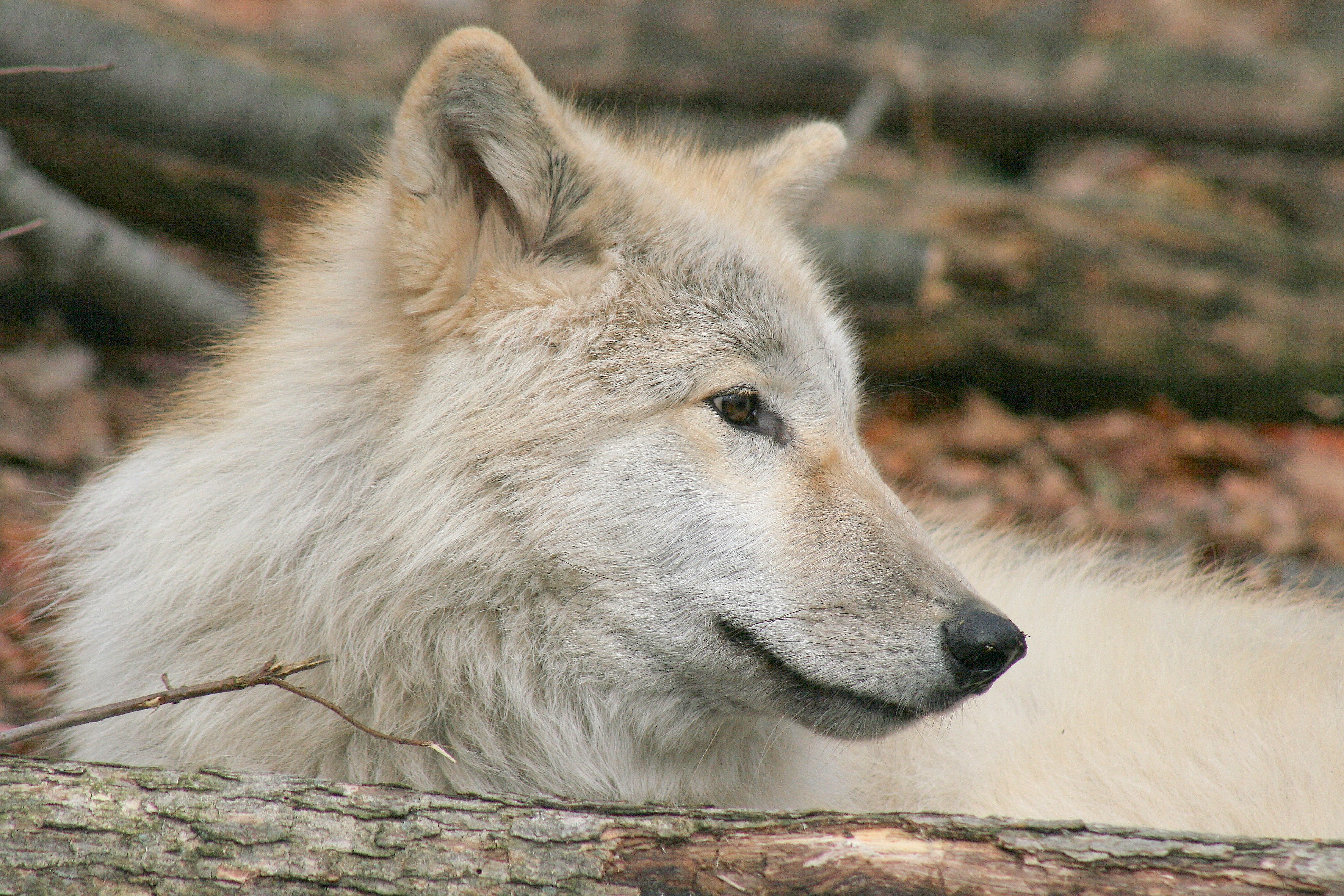 Download Animal Wolf Image