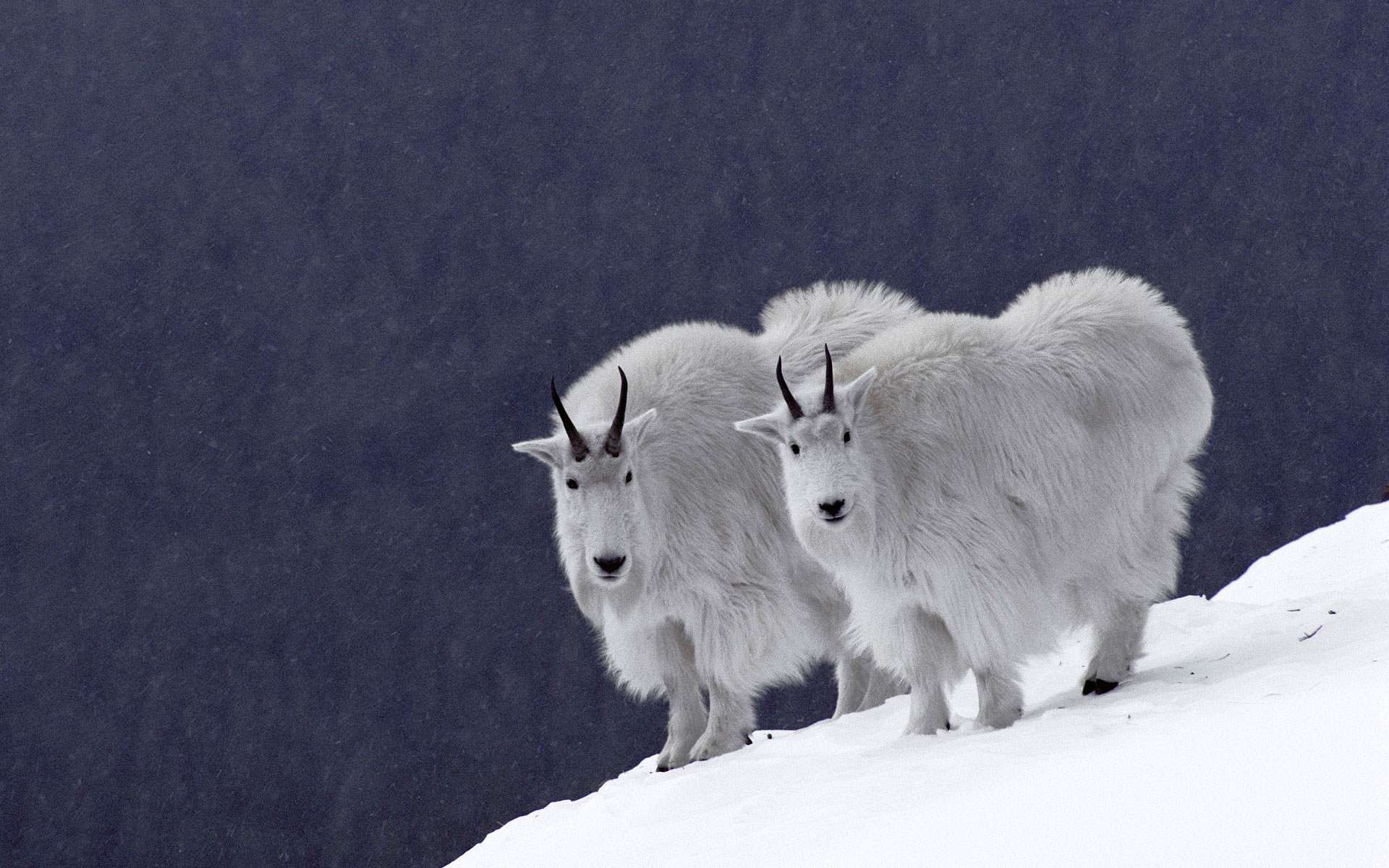Majestic Mountain Goats in a Winter Wonderland