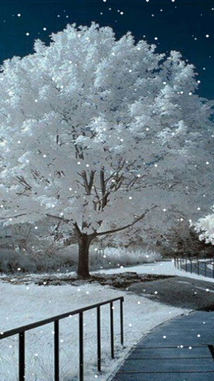 Download Snowfall Tree Earth Nature Winter Image