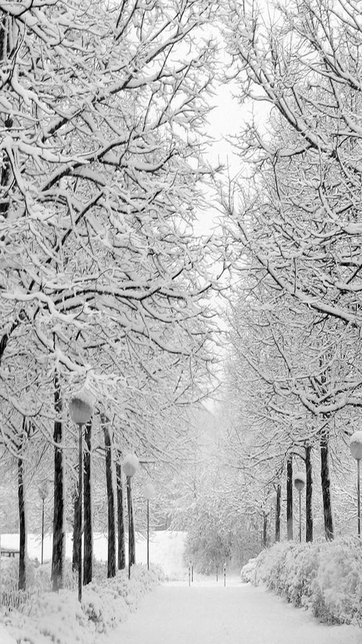 Download Snow Tree Street Photography Winter Image