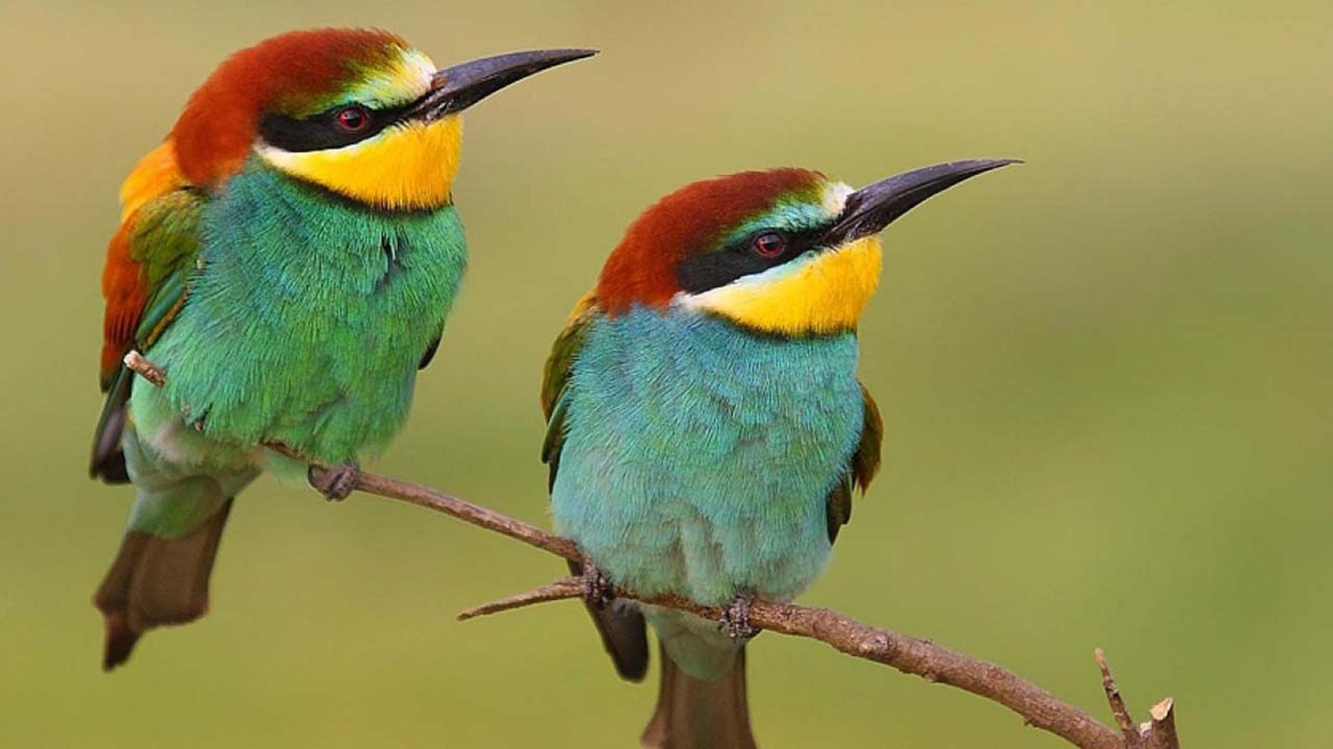 Bee-Eaters - Image Abyss