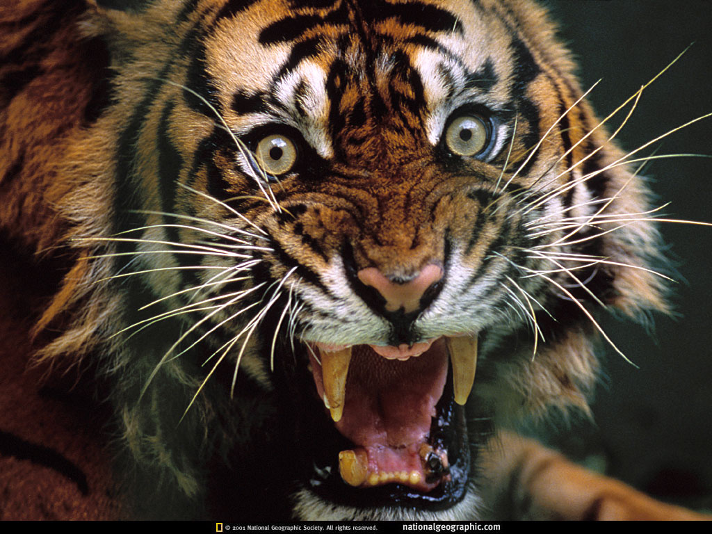 Ferocious Tiger: A Close-Up of Nature's Teeth