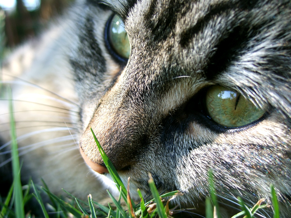 Cat Picture - Image Abyss