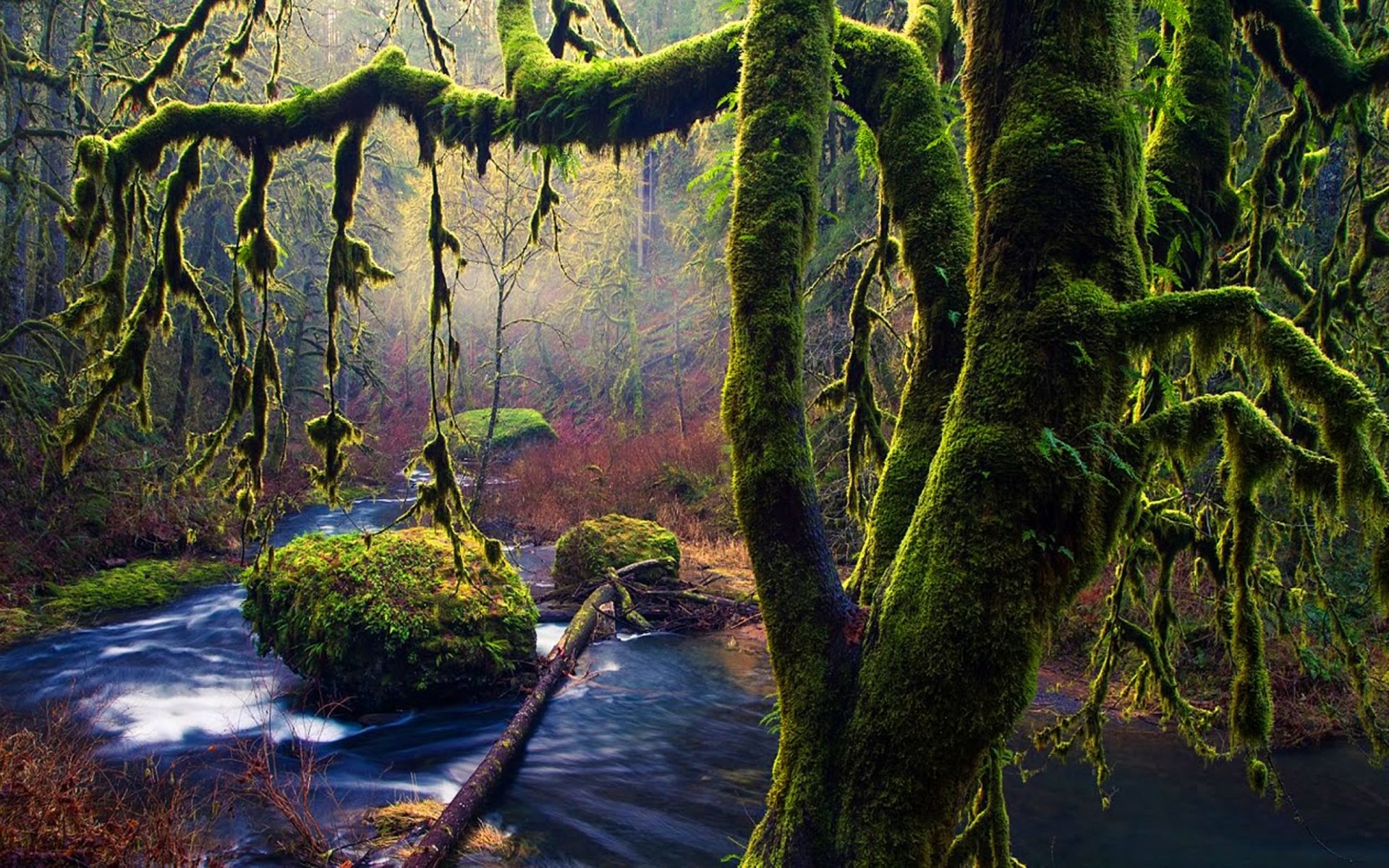Download Moss Forest Earth Nature Stream Image